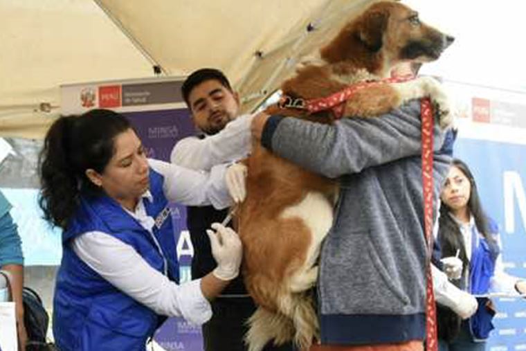 Minsa Promoverá Implementación De “ley 4 Patas” En Articulación Con Los